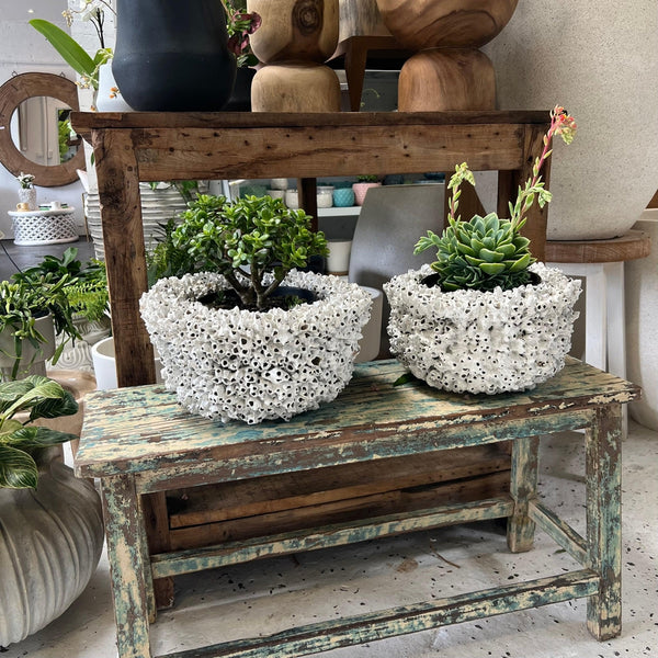 Barnacle Pots - The Pot Warehouse