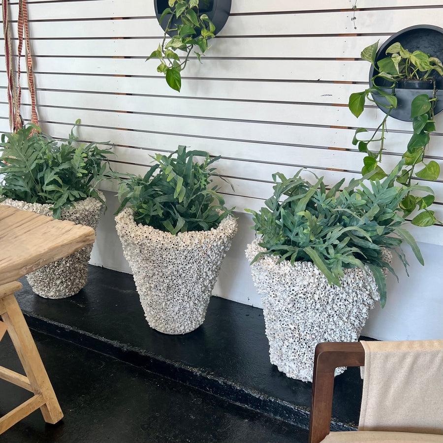 Barnacle Pots - The Pot Warehouse