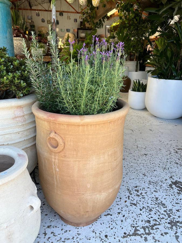 Terracotta pot from Morocco- Tall with side rings - The Pot Warehouse