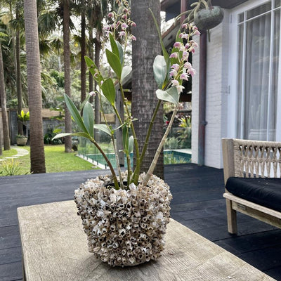 Barnacle Pots - The Pot Warehouse