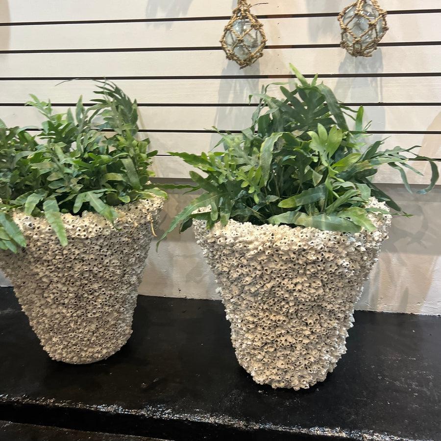 Barnacle medium open mouth - The Pot Warehouse